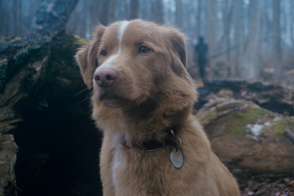 The Use of Animals in Horror and Why Good Boy” Is Stirring Up Audiences ...