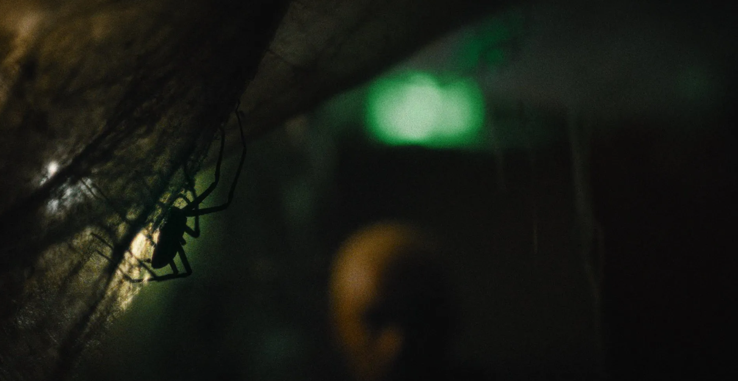 First Image From 'VERMIN' Crawls Its Way Online Featuring Real SPIDERS ...