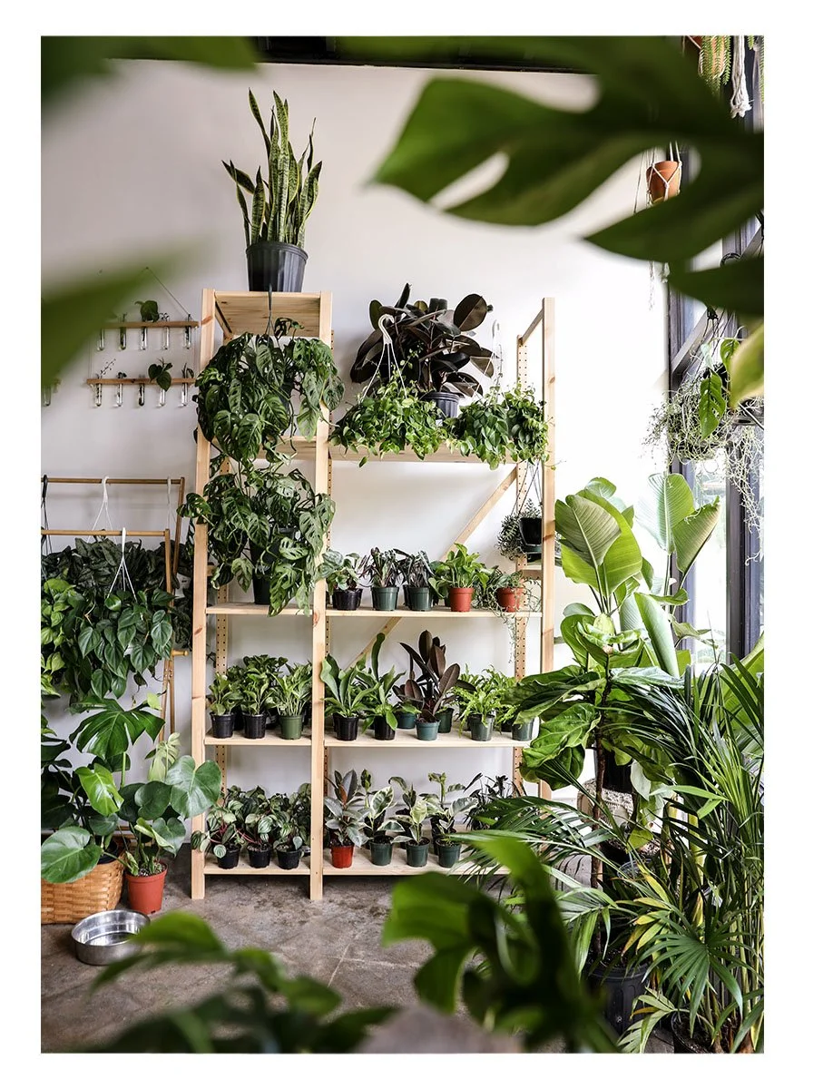 Sun and Soil Plant Parlor