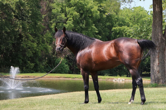 Racehorse Aftercare — California Chrome's Legacy of Love