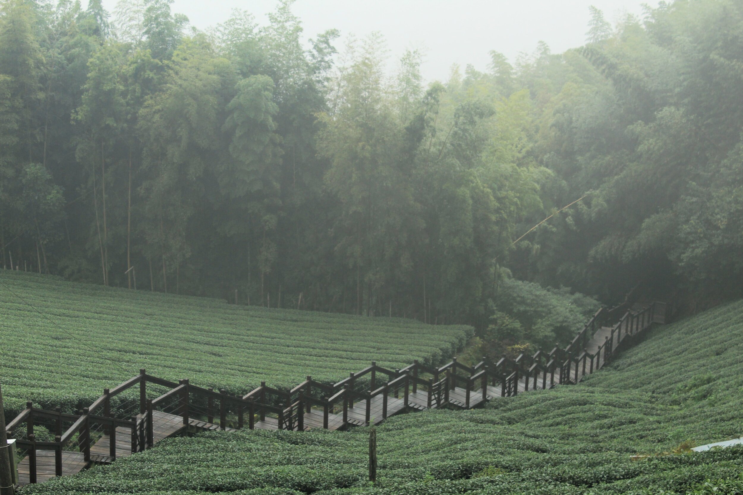 A Guide to Alishan, Taiwan’s Tranquil Tea Heaven — Chloe Chows