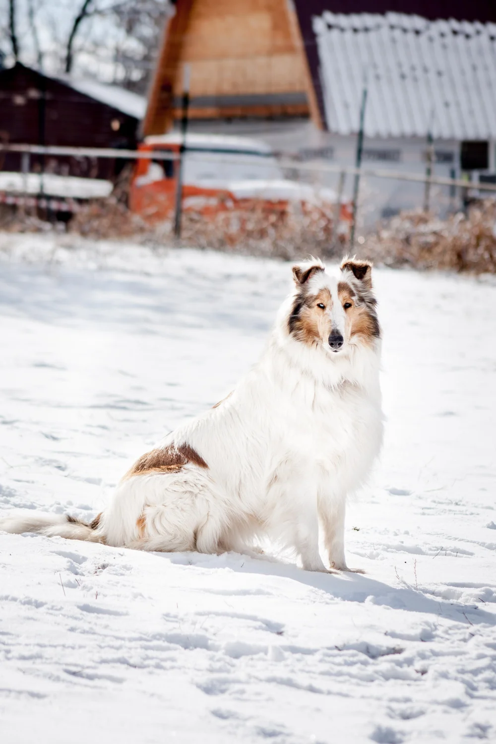 Are Collies Ears Naturally Tipped