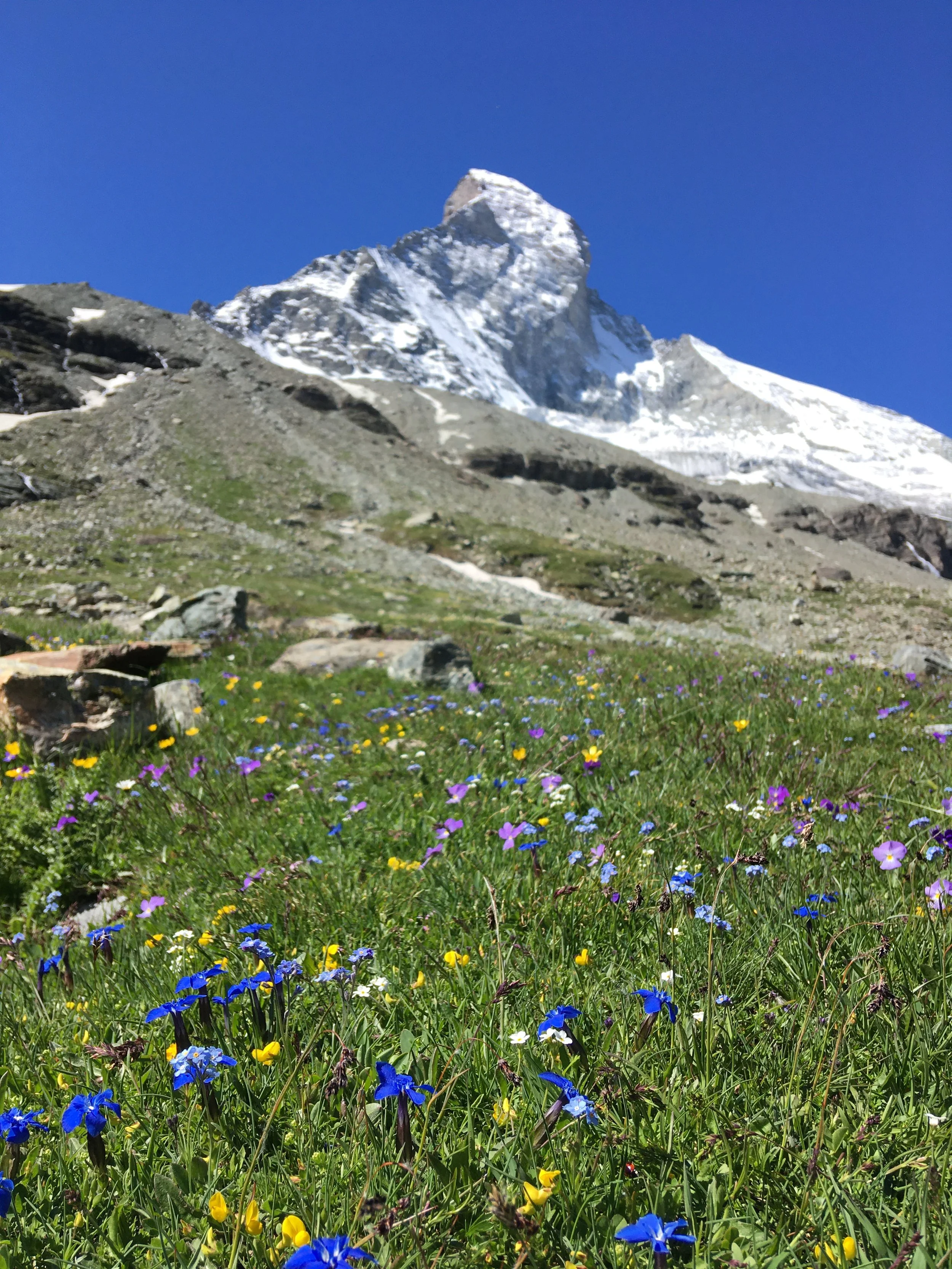 Alpine Wildflowers — Alpine Tones Illustration