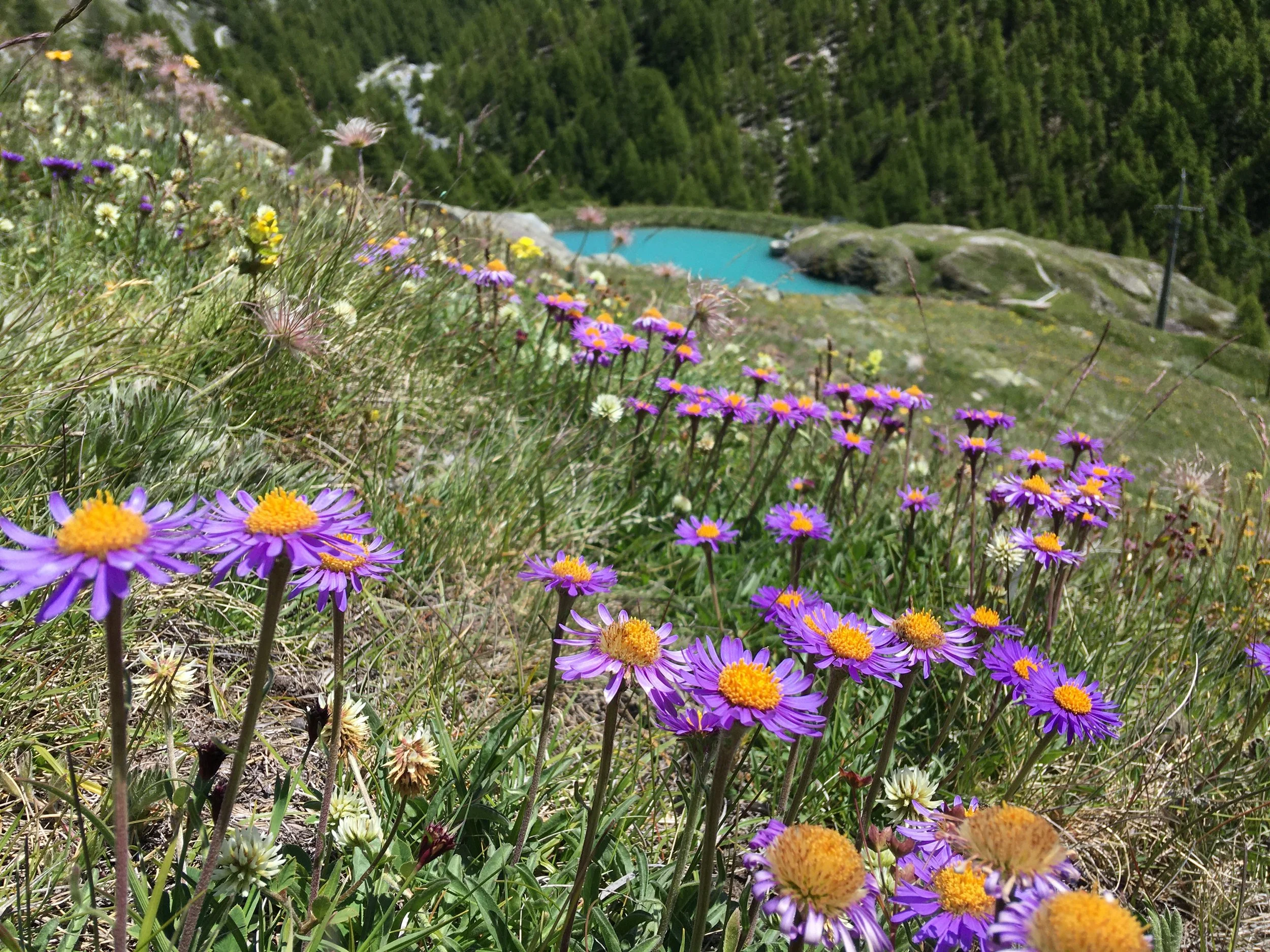 Alpine Wildflowers — Alpine Tones Illustration