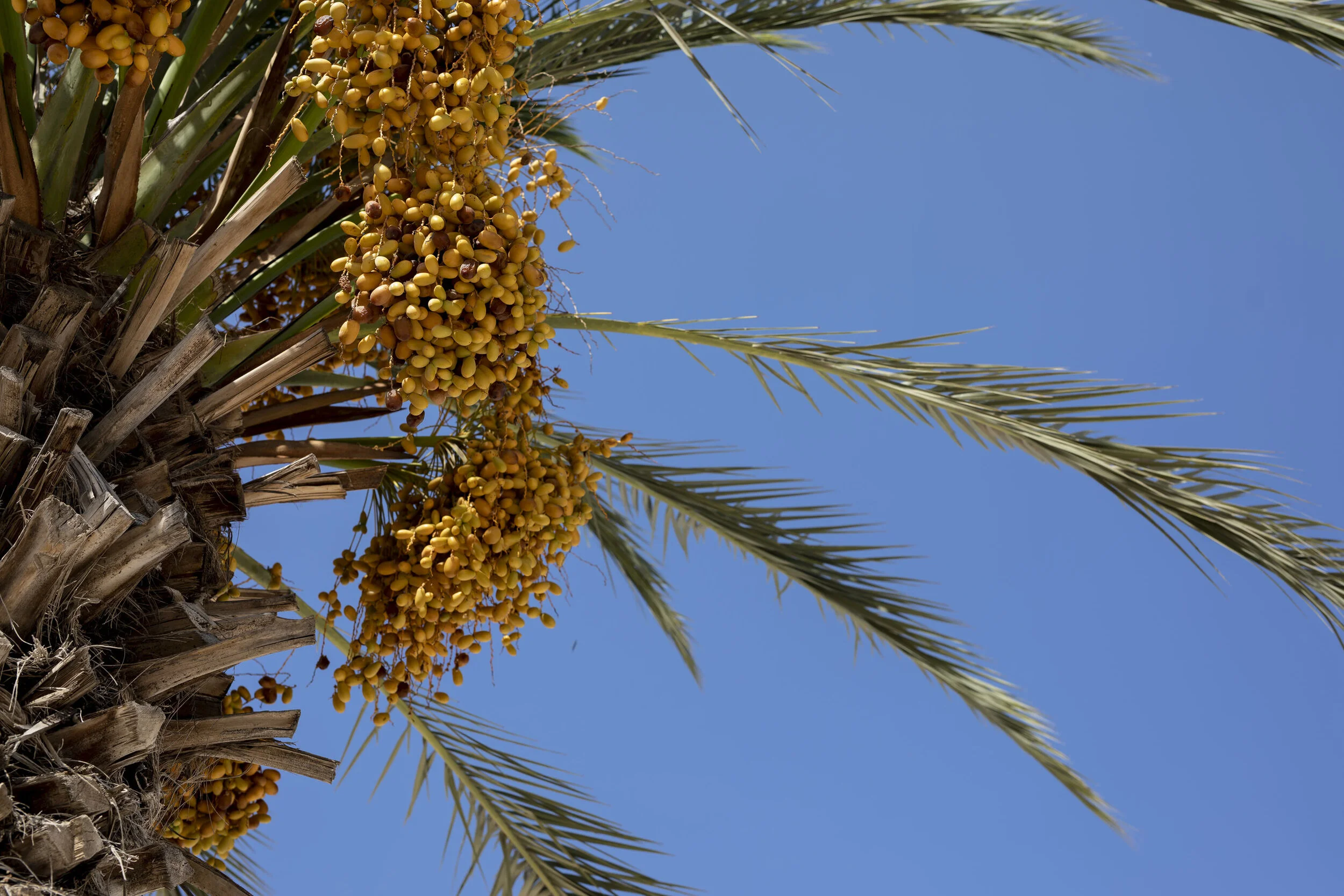 Environment — Libyan Heritage House