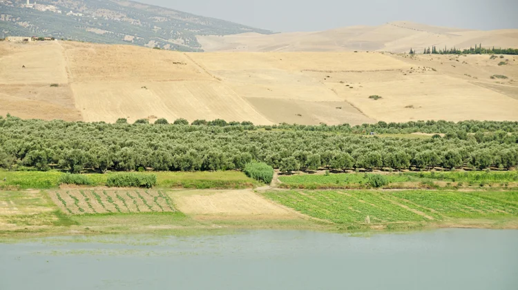 Agriculture — Libyan Heritage House