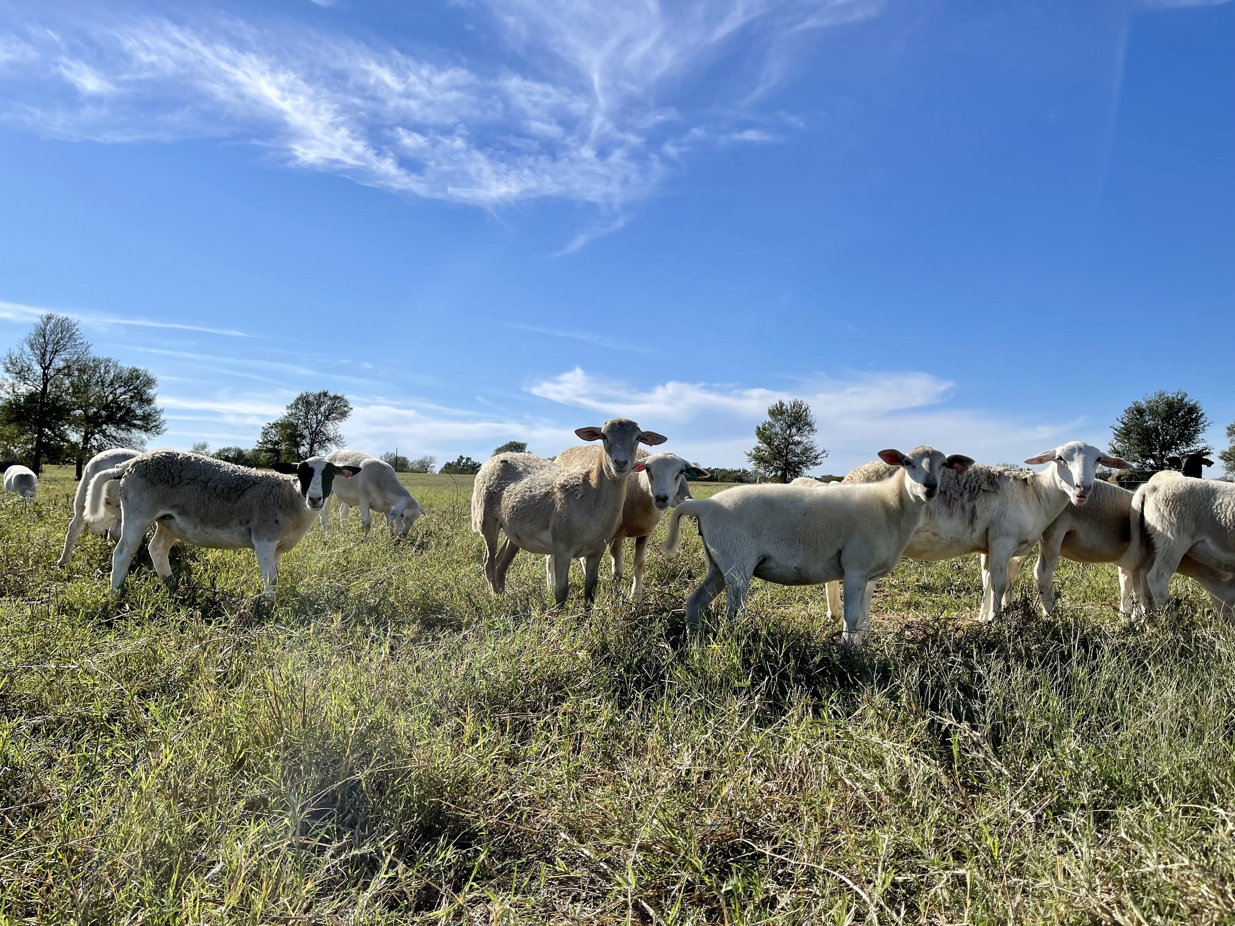 Blog — Hackamore Ranch