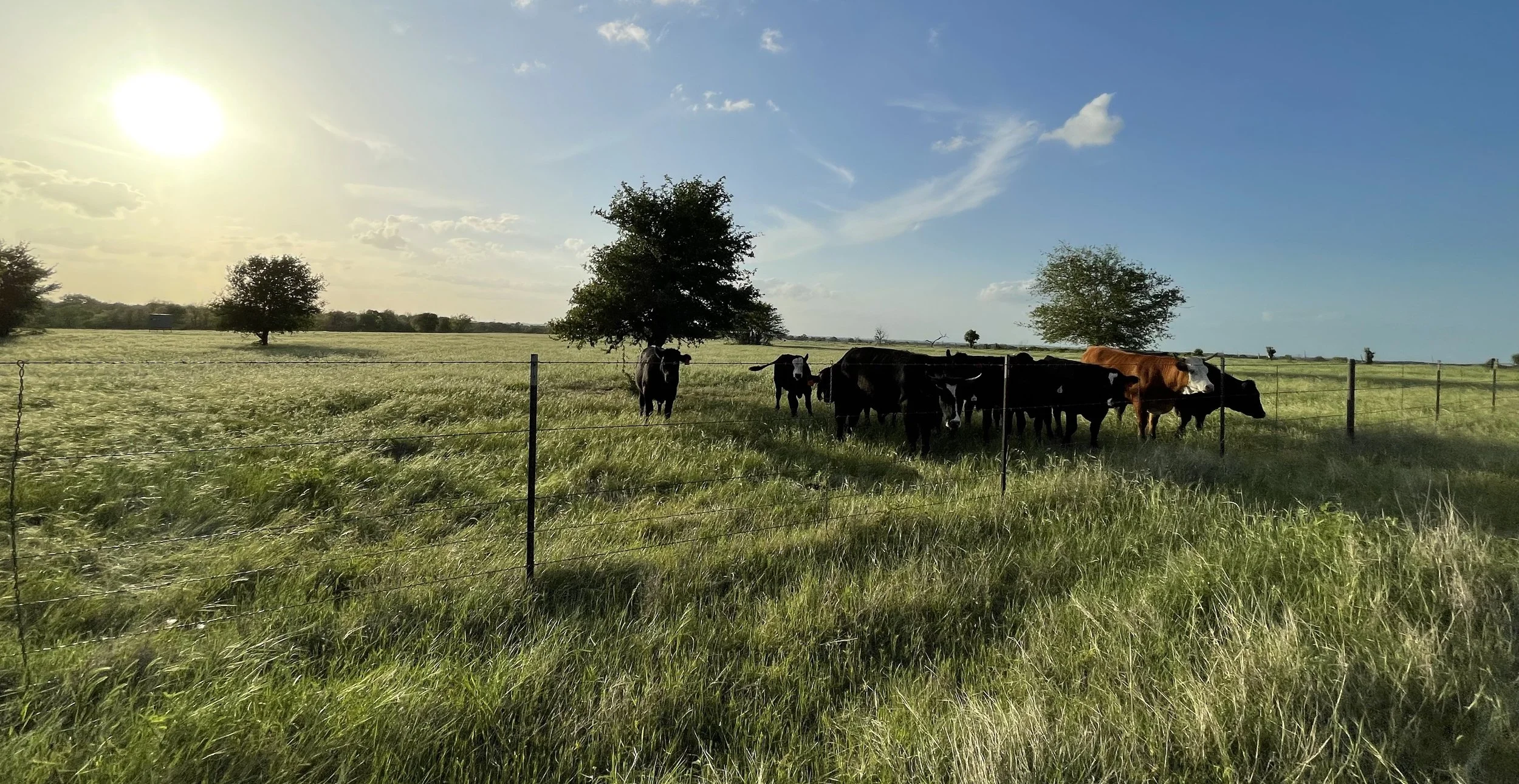 Local meat, pasture-raised lamb and beef, ranch stay, farm stay ...