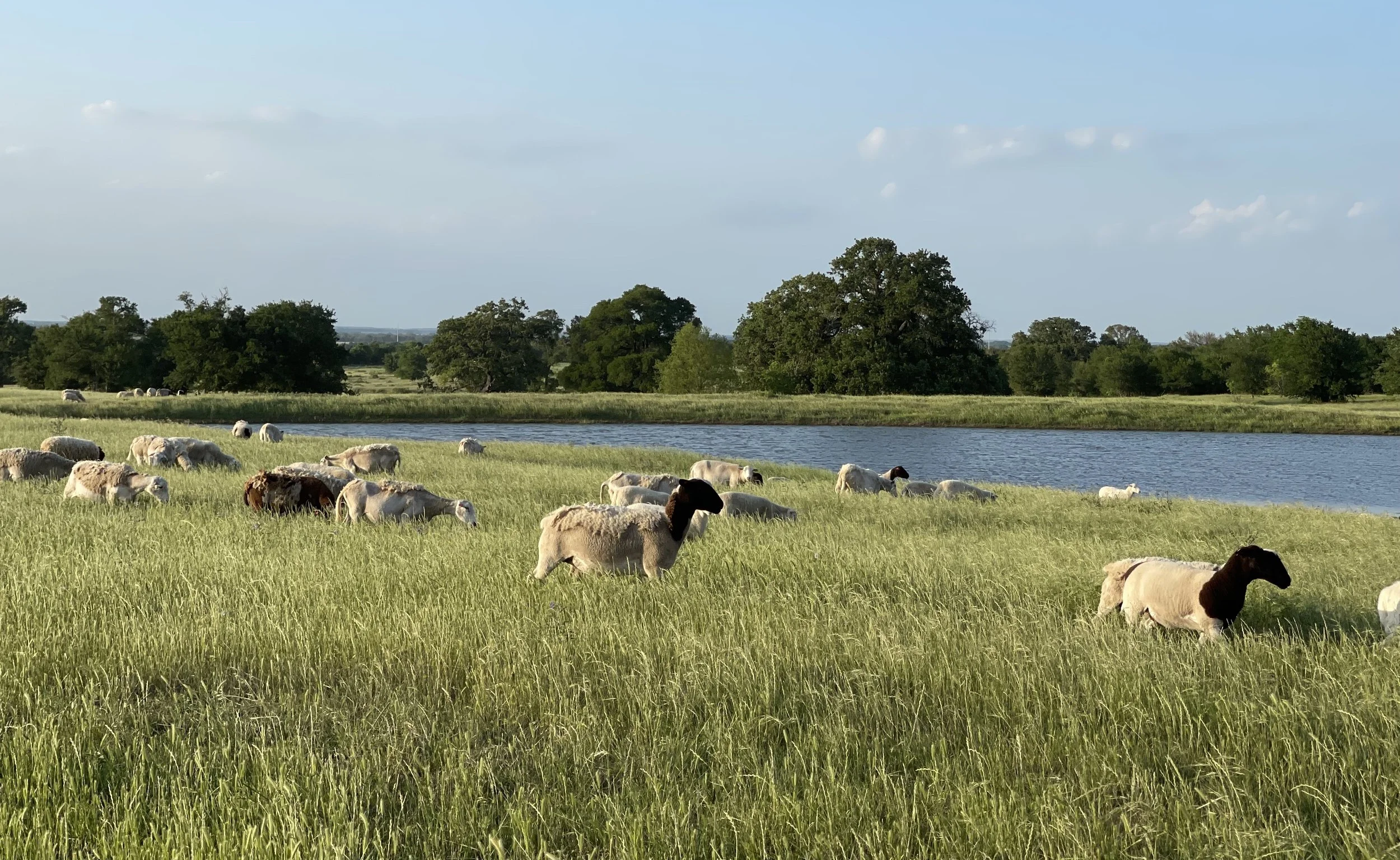 What is pasture-raised? — Hackamore Ranch