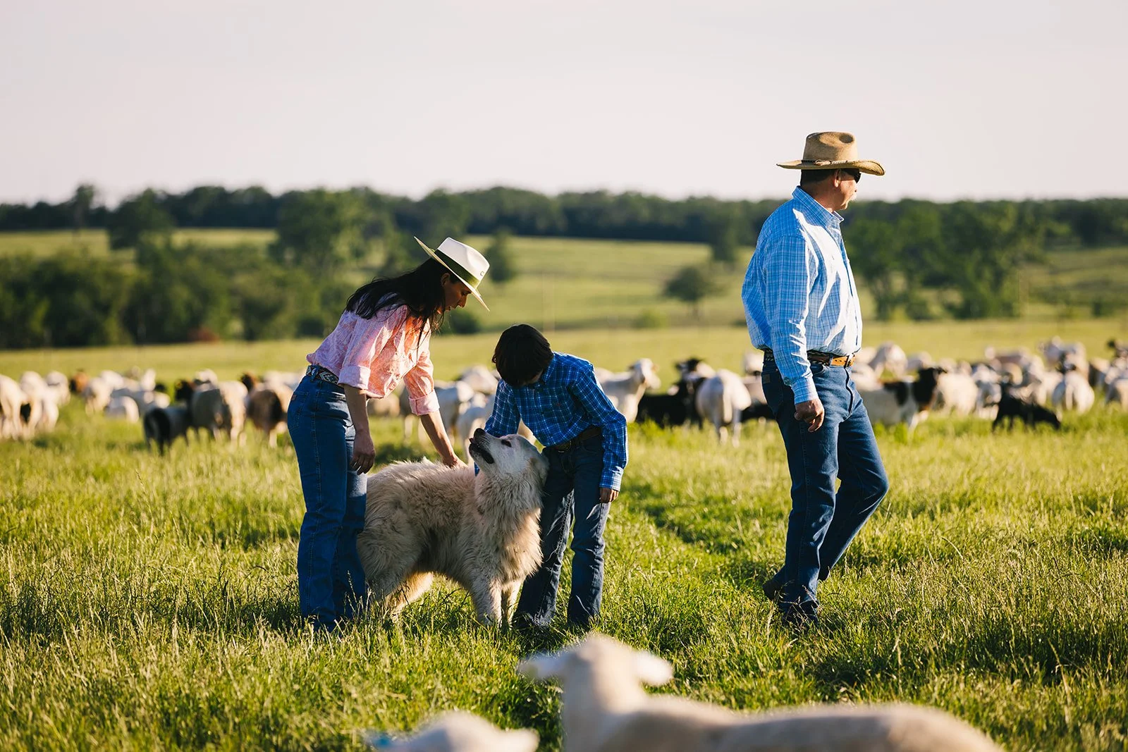 Local meat, pasture-raised lamb and beef, ranch stay, farm stay ...