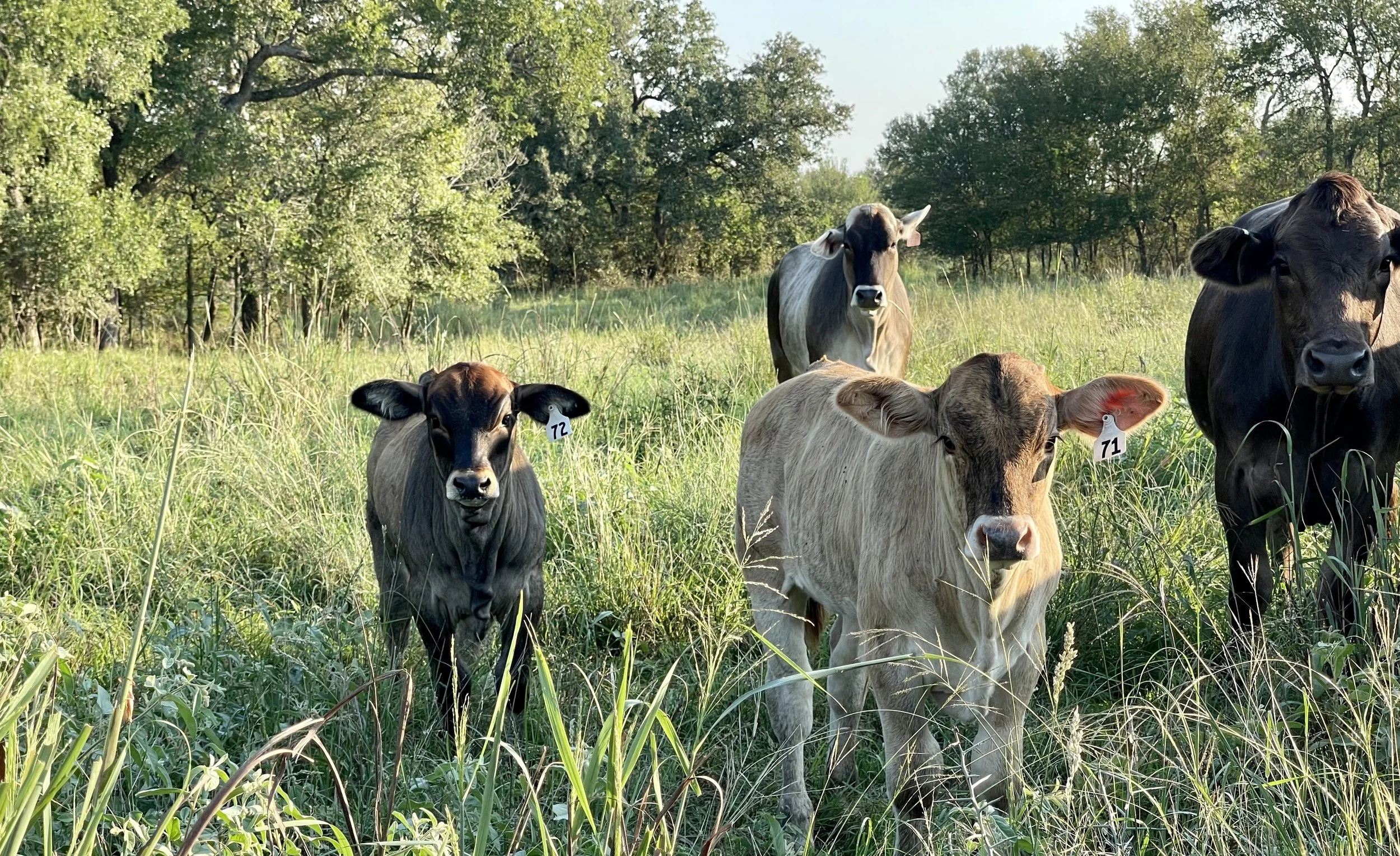 Local meat, pasture-raised lamb and beef, ranch stay, farm stay ...