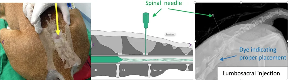 Canine Sports Medicine & Mobility - Epidural Injections— Canine Sports ...