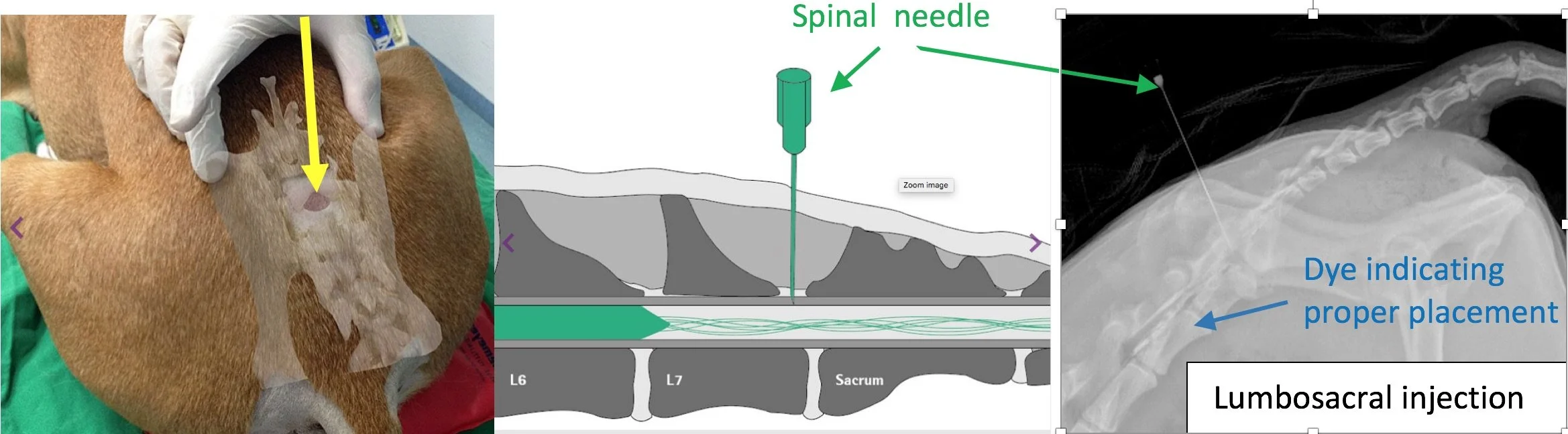 Canine Sports Medicine & Mobility - Epidural Injections— Canine Sports ...