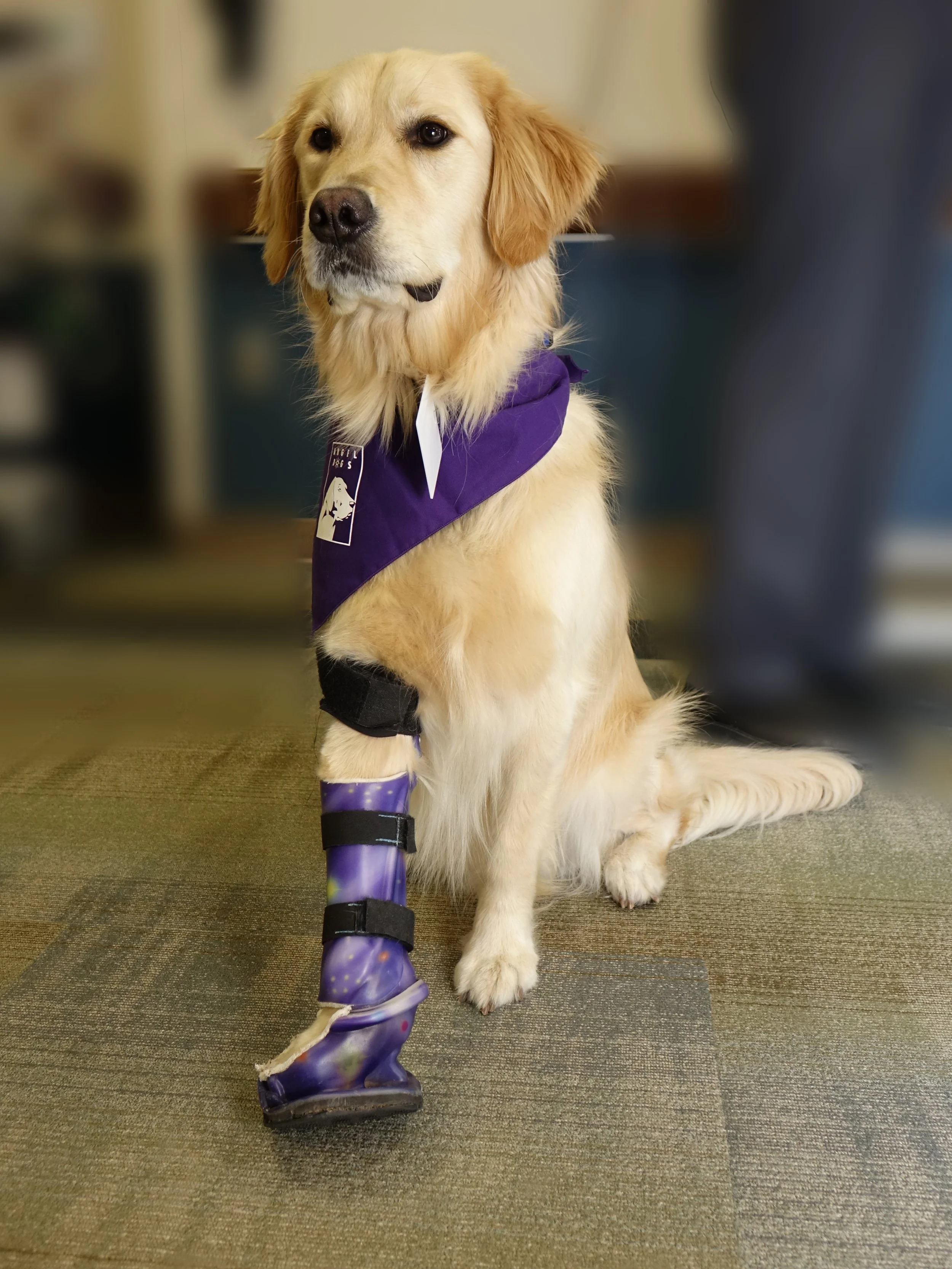 Canine Sports Medicine & Mobility - Veterinary Orthotics and ...