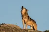 Takaya's Legacy - Honouring the Lone Wolf of Discovery Island