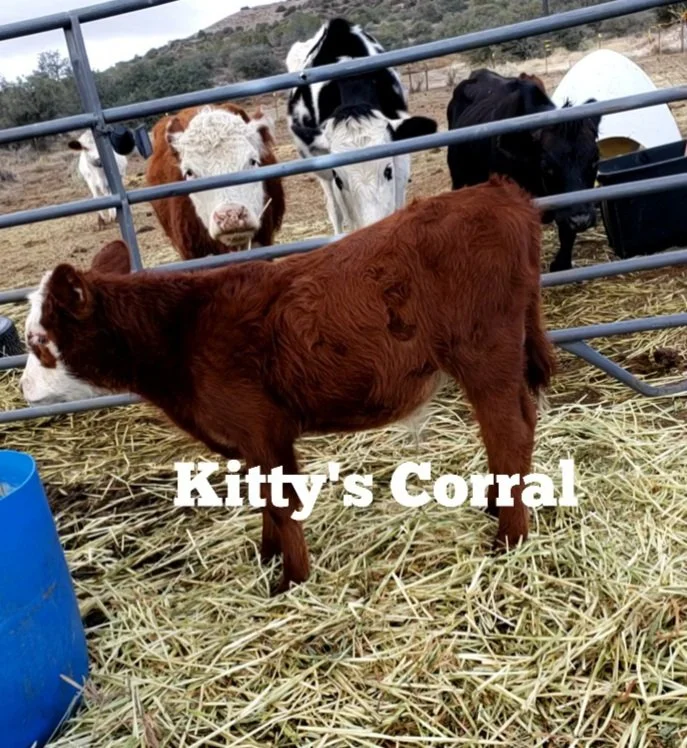 Products — Kitty's Corral