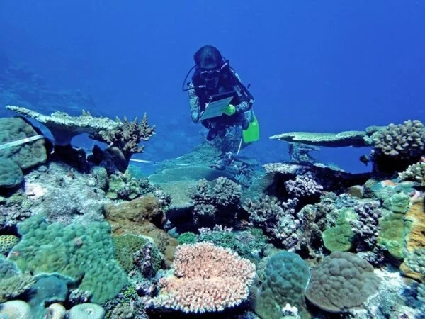 Coral Reefs in Northern Lau Show Amazing Recovery Potential from ...
