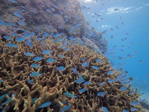 Impressive Lagoonal Coral Formations in a Community ‘Tabu’ Area ...