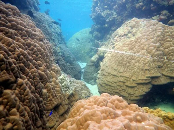 Impressive Lagoonal Coral Formations in a Community ‘Tabu’ Area ...