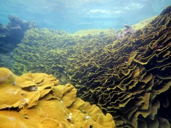 Impressive Lagoonal Coral Formations in a Community ‘Tabu’ Area ...