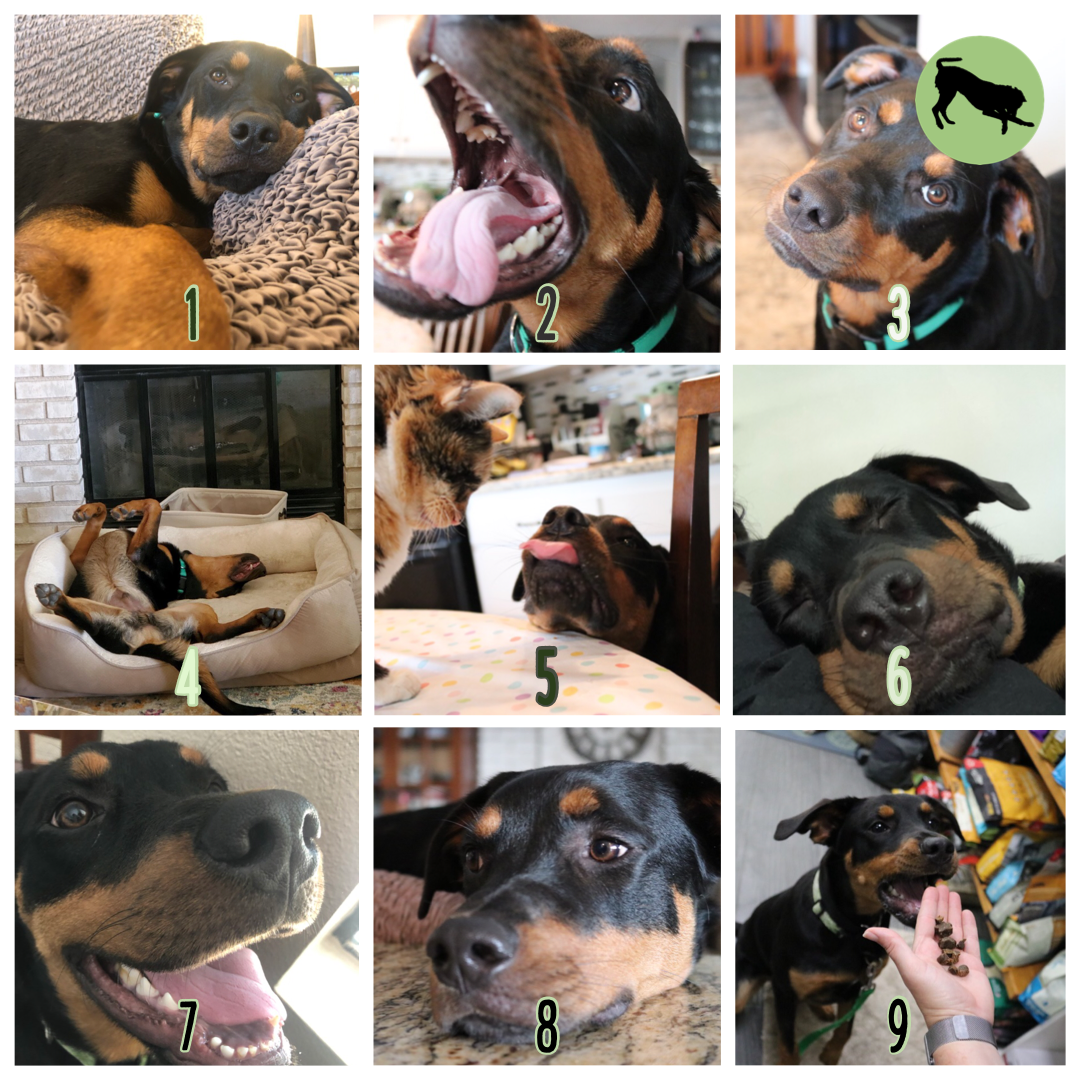 10 Things to do with your rescue during quarantine — Life With Spoiled ...