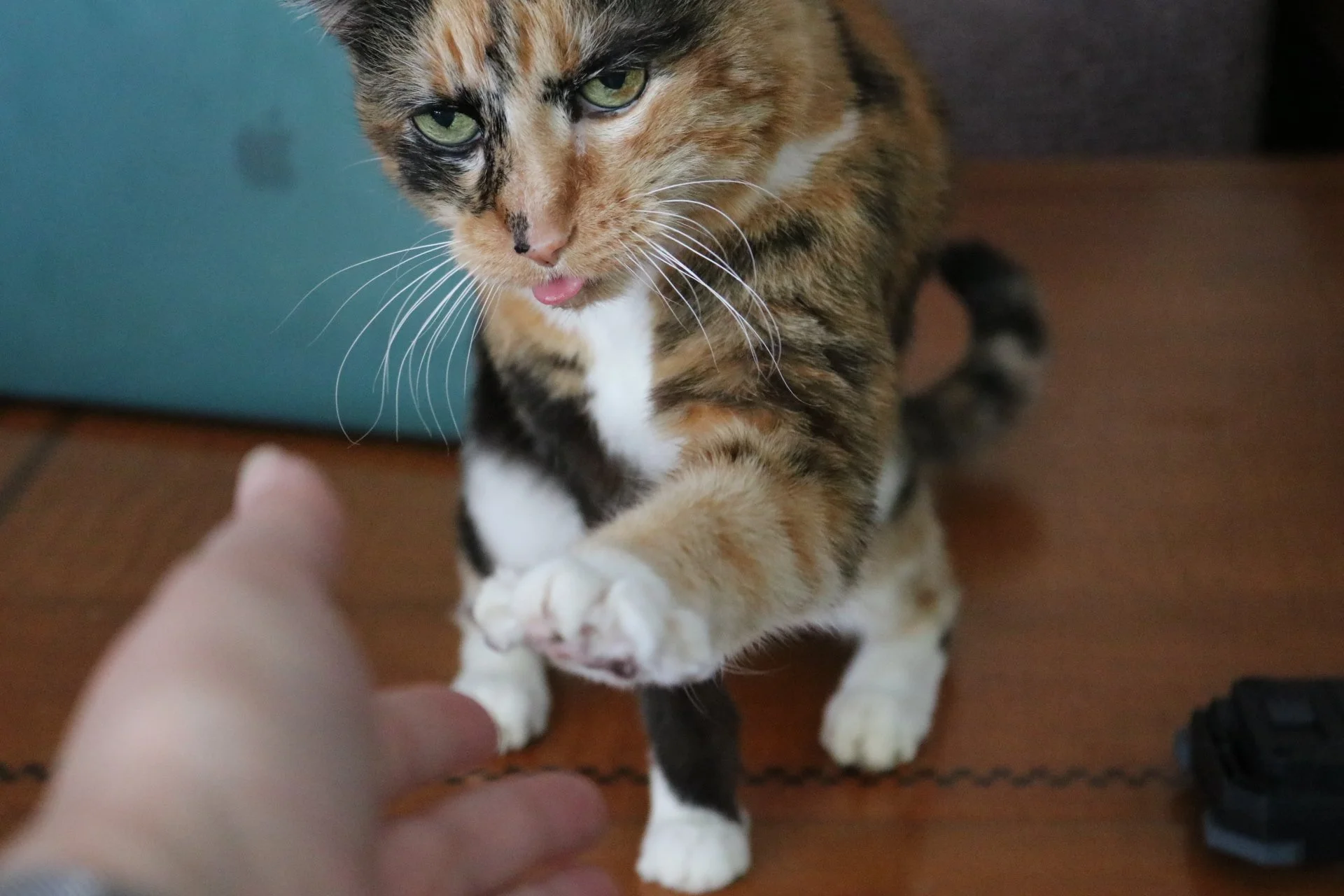 10 Things to do with your rescue during quarantine — Life With Spoiled ...