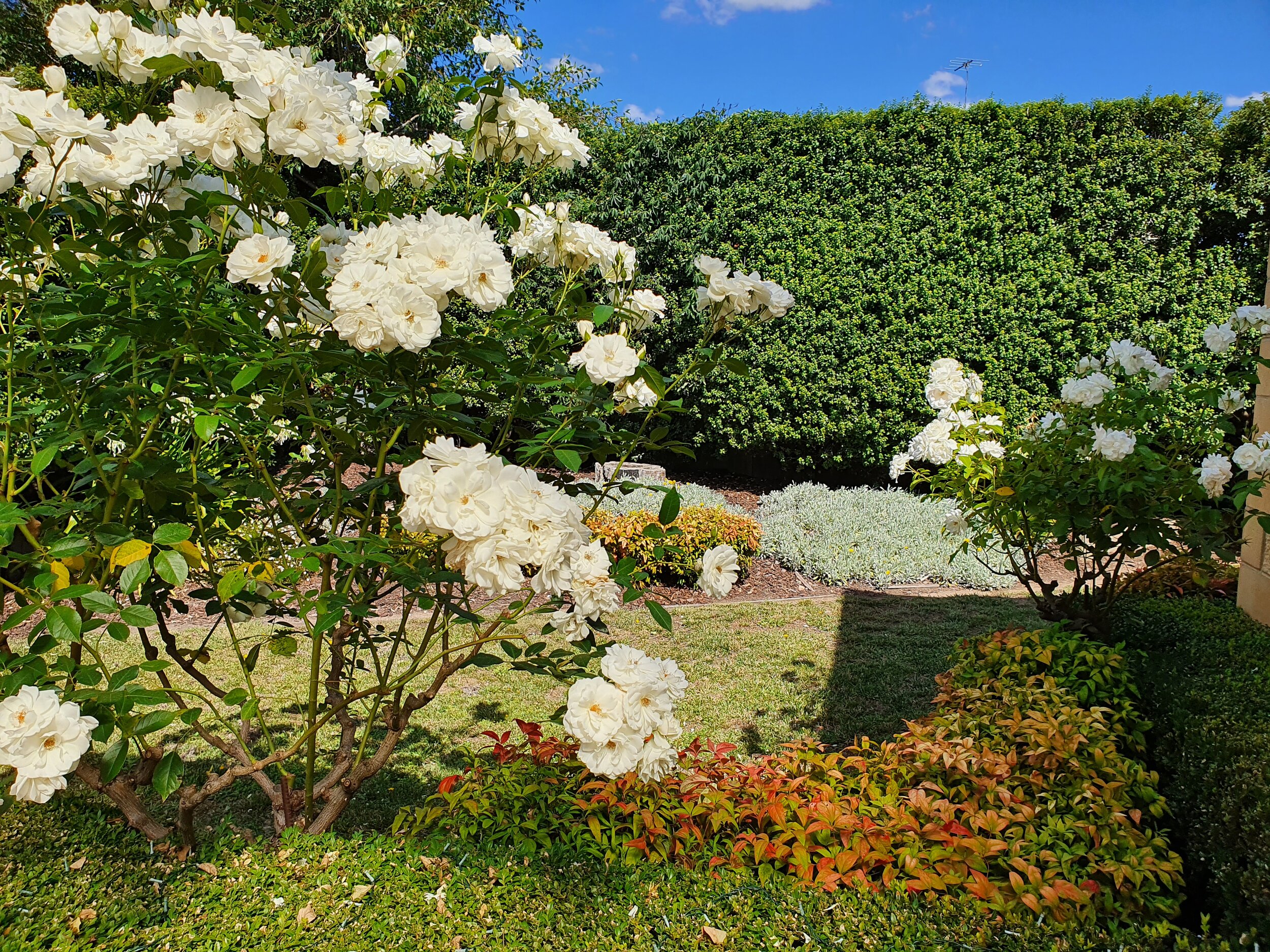 Flora Scope Packages — Flora scope