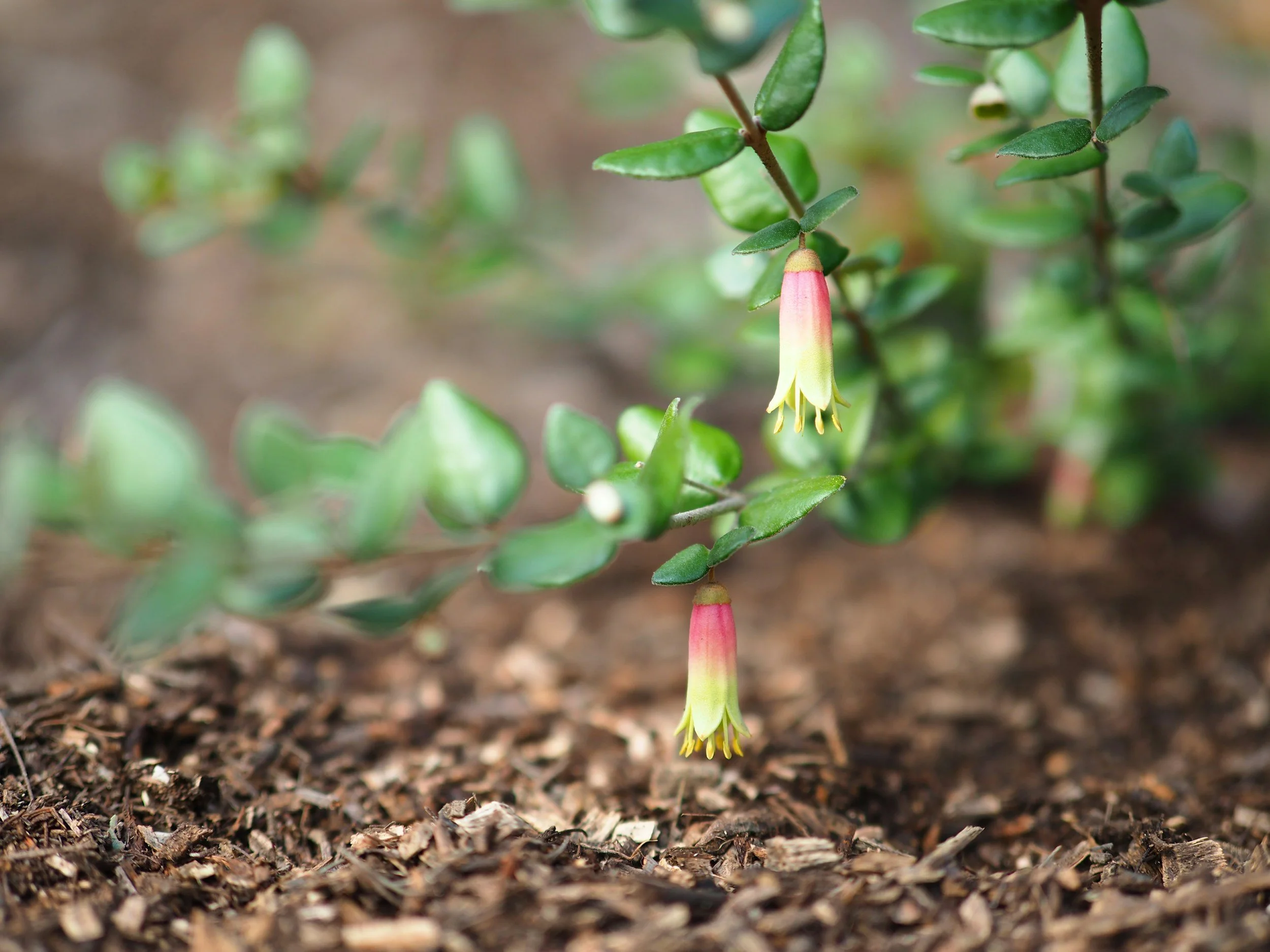 Best Victorian Native Plants for a Low-Maintenance Garden — Flora scope
