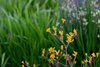 Best Victorian Native Plants for a Low-Maintenance Garden — Flora scope