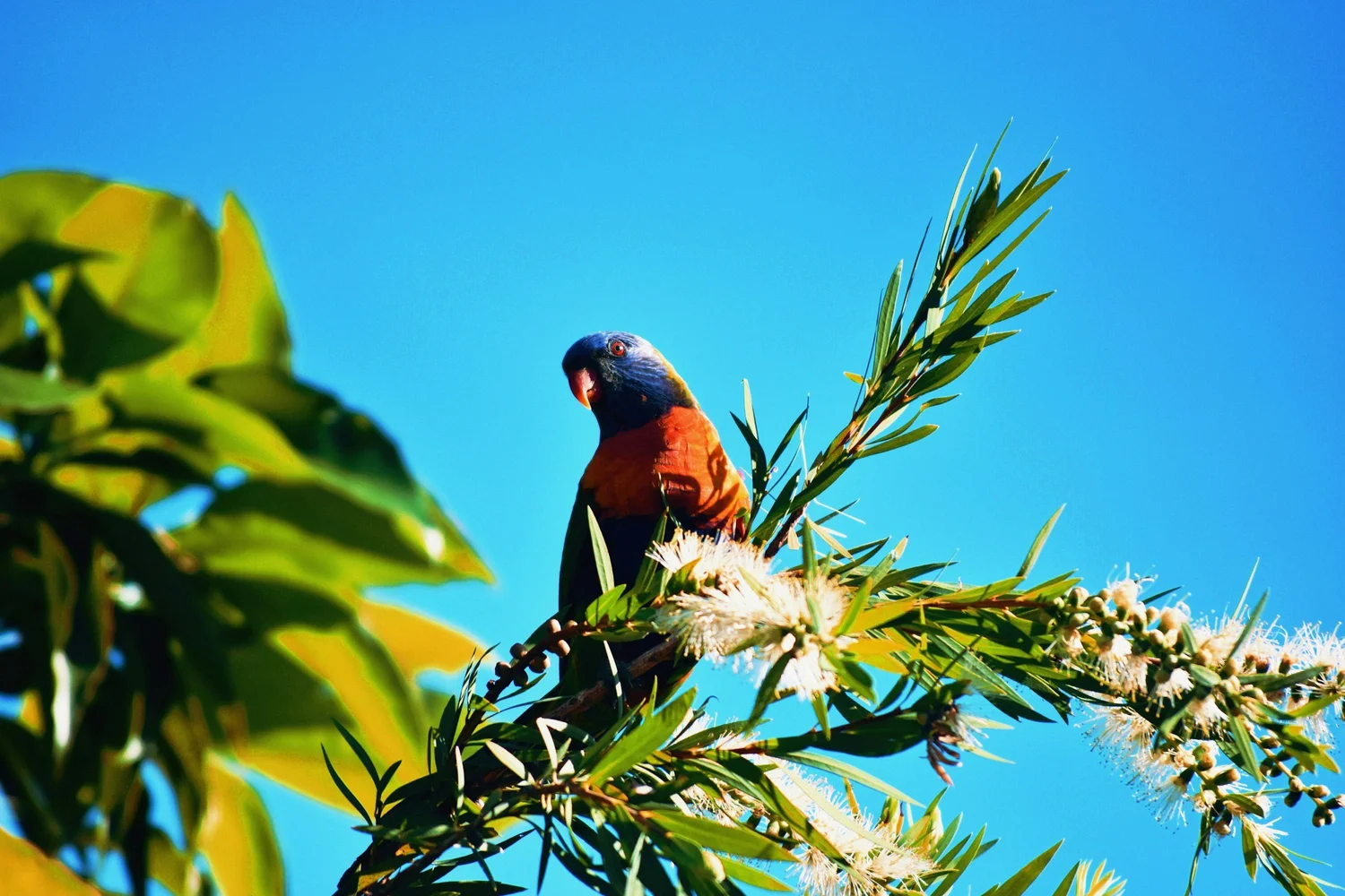 Best Victorian Native Plants for a Low-Maintenance Garden — Flora scope