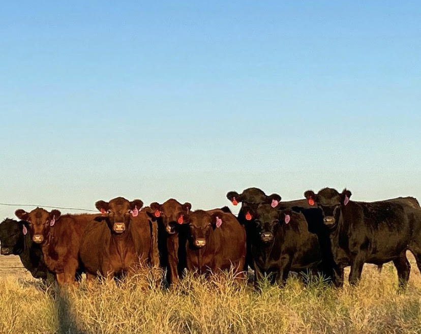 No Bull – American Beef Ranch is looking for investors – Trailhead
