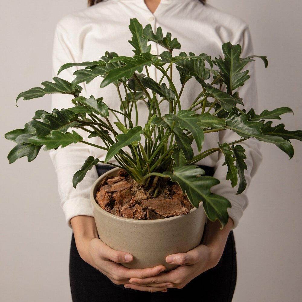 How to keep your plants alive — Soilboy