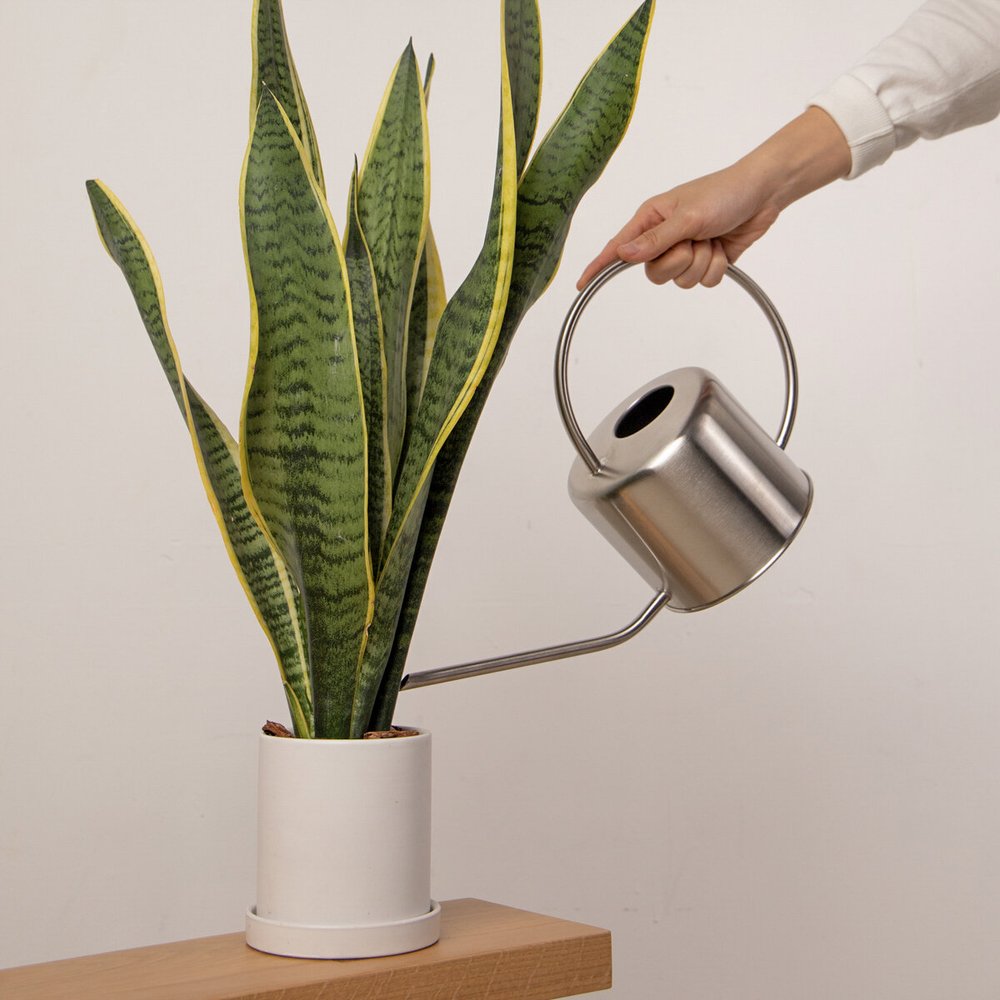 How to keep your plants alive — Soilboy