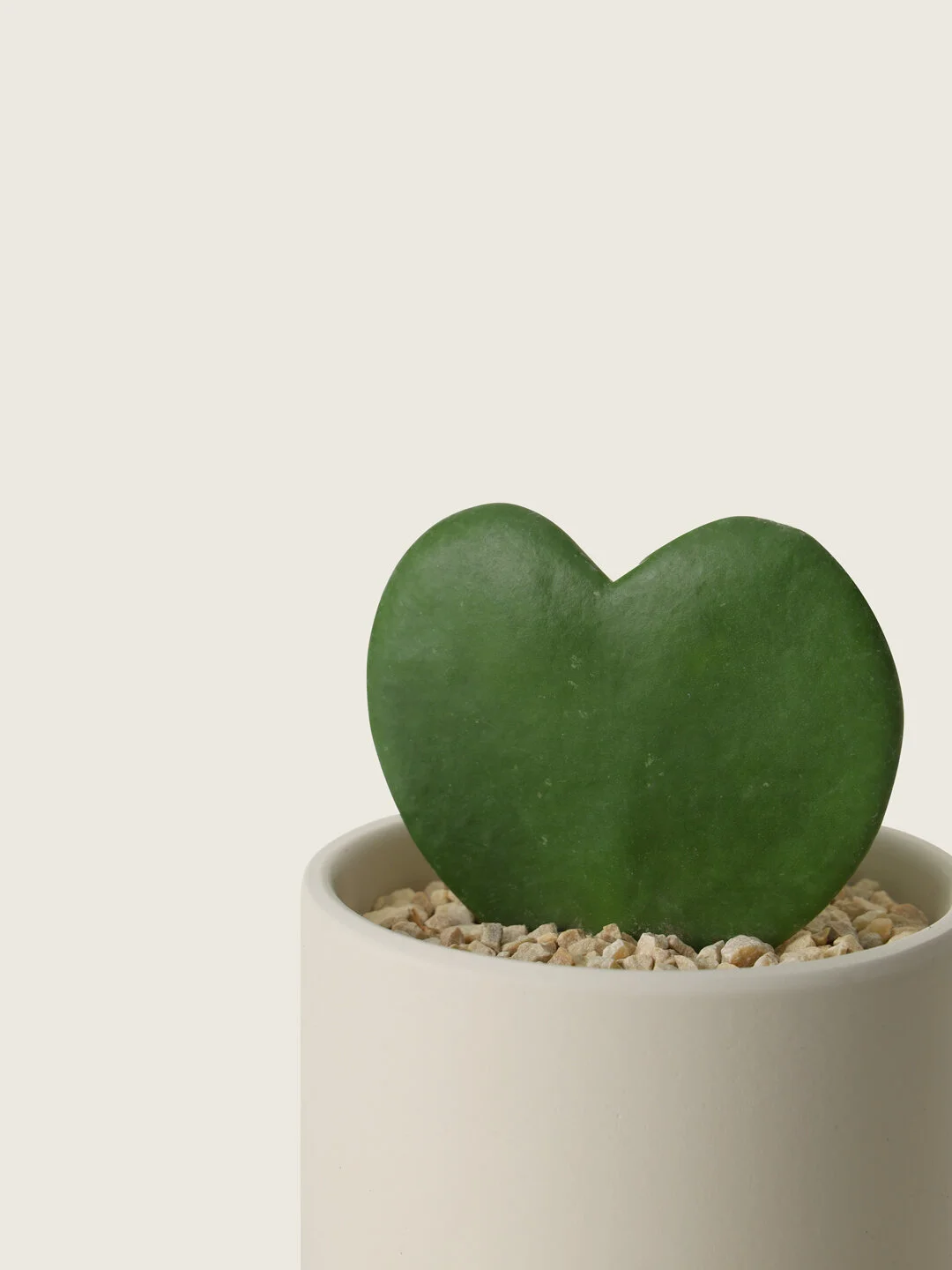 Shop our new plant collection now — Soilboy