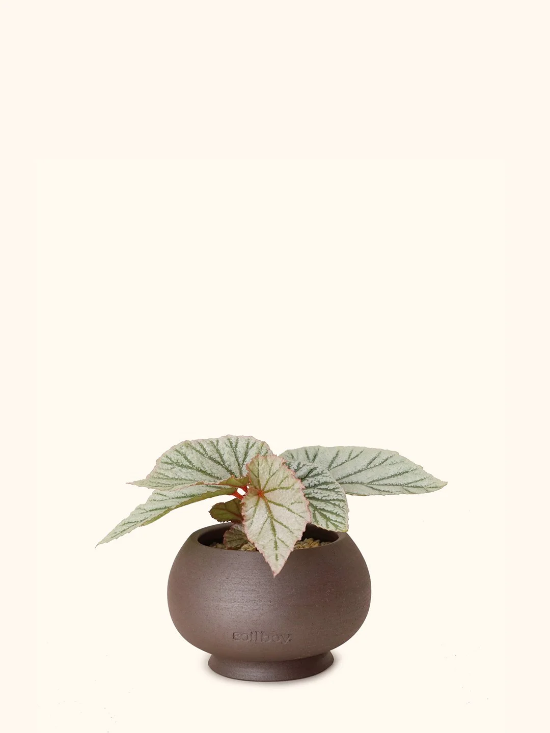 Sophora Prostrata Little Baby — Soilboy