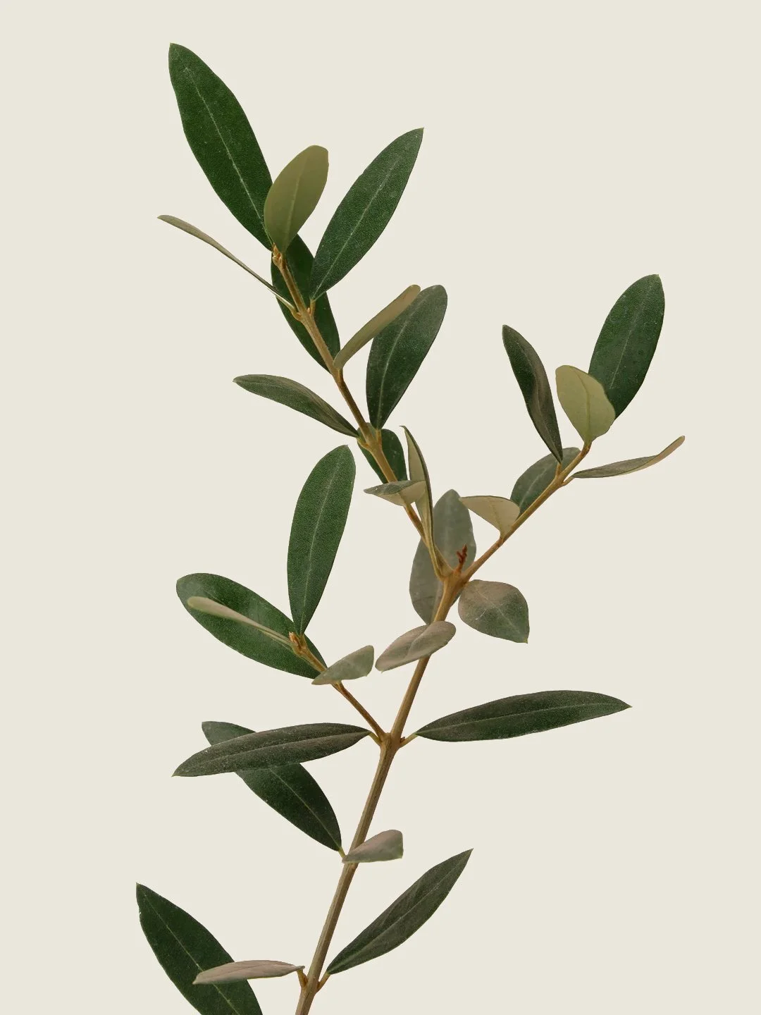 Shop our new plant collection now — Soilboy