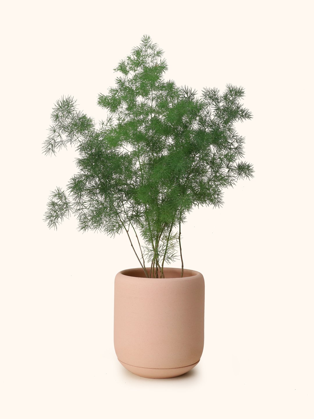 Shop our new plant collection now — Soilboy
