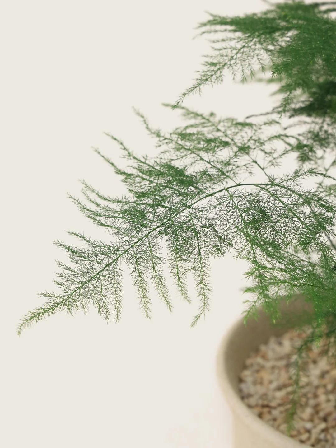 Shop our new plant collection now — Soilboy