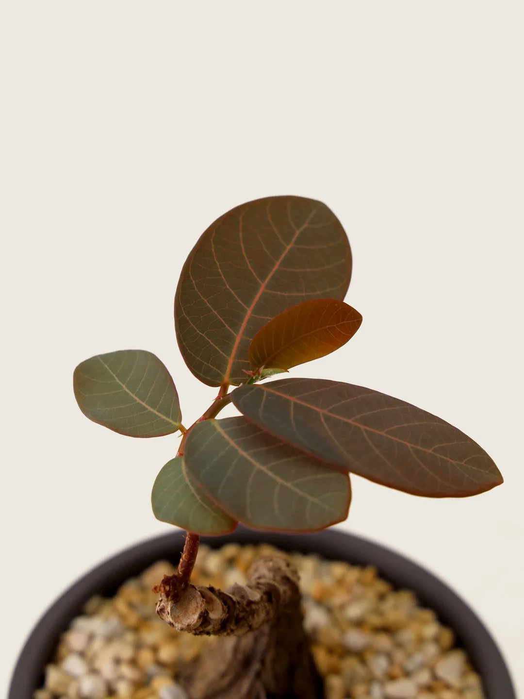 Stephania Suberosa — Soilboy