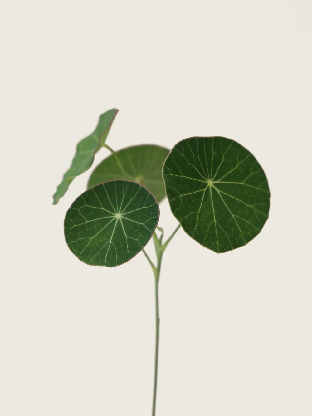 Shop our new plant collection now — Soilboy