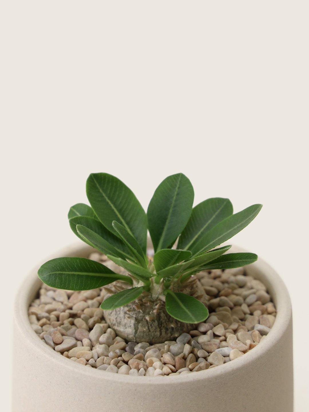 Stephania Suberosa — Soilboy