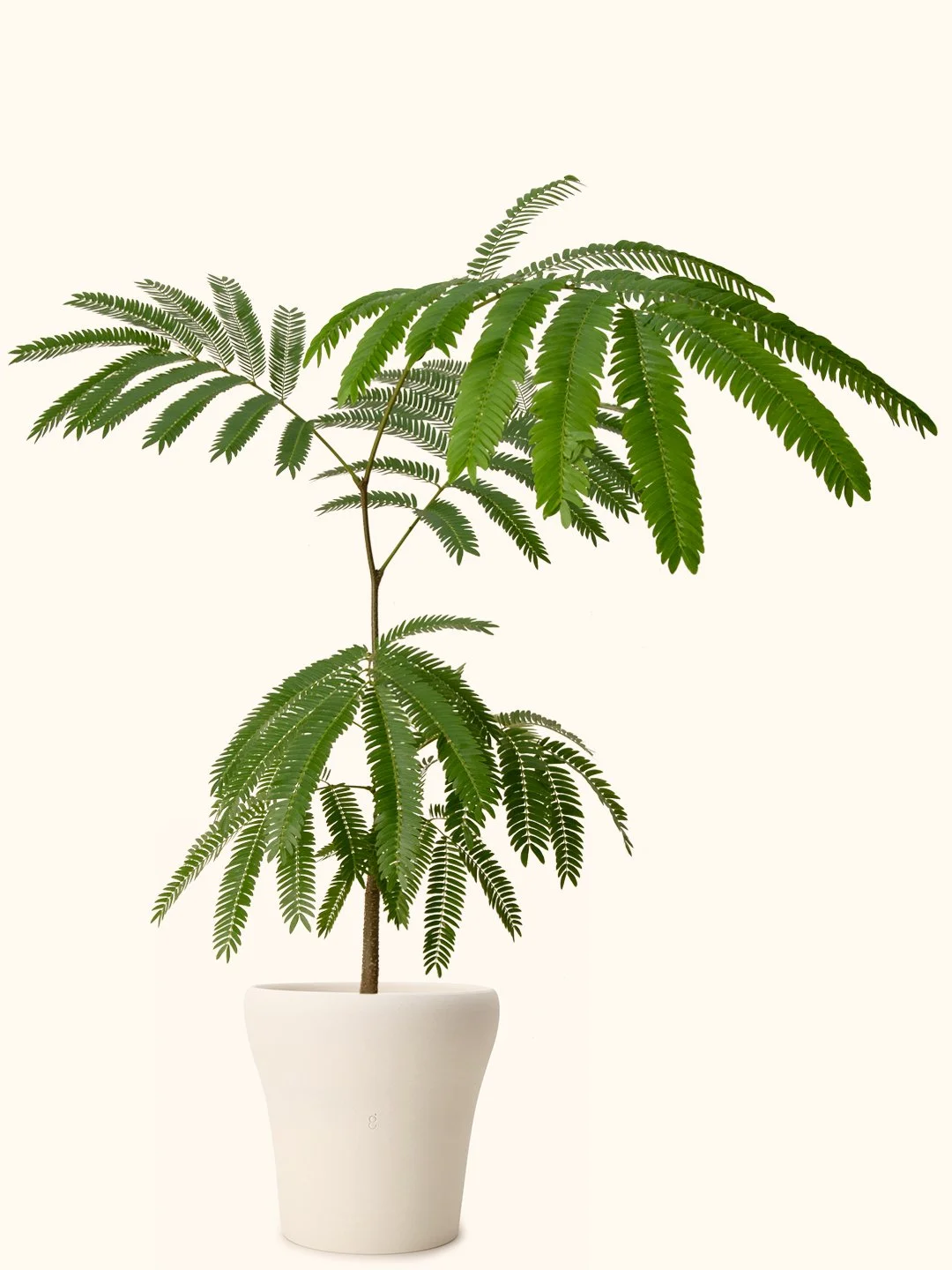 Everfresh Tree (Pithecellobium Confertum) — Soilboy