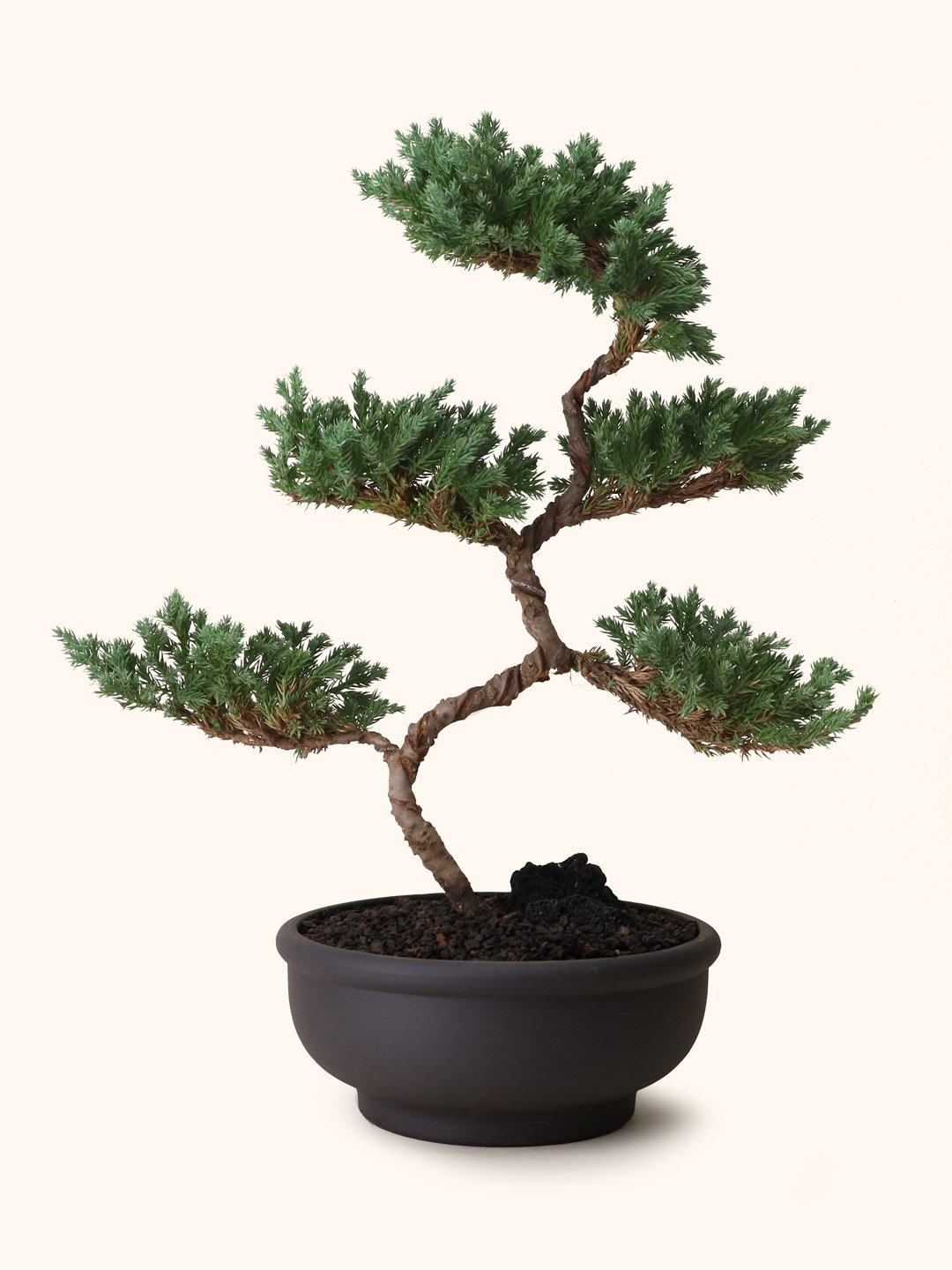 Feroniella Bonsai — Soilboy