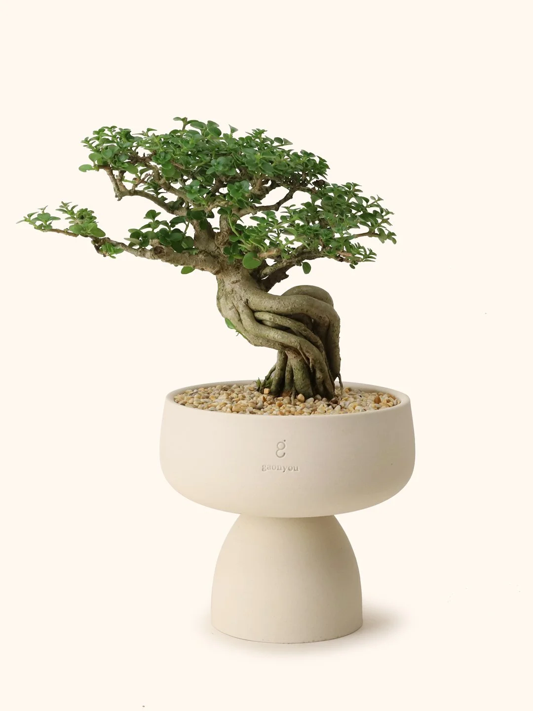 Feroniella Bonsai — Soilboy