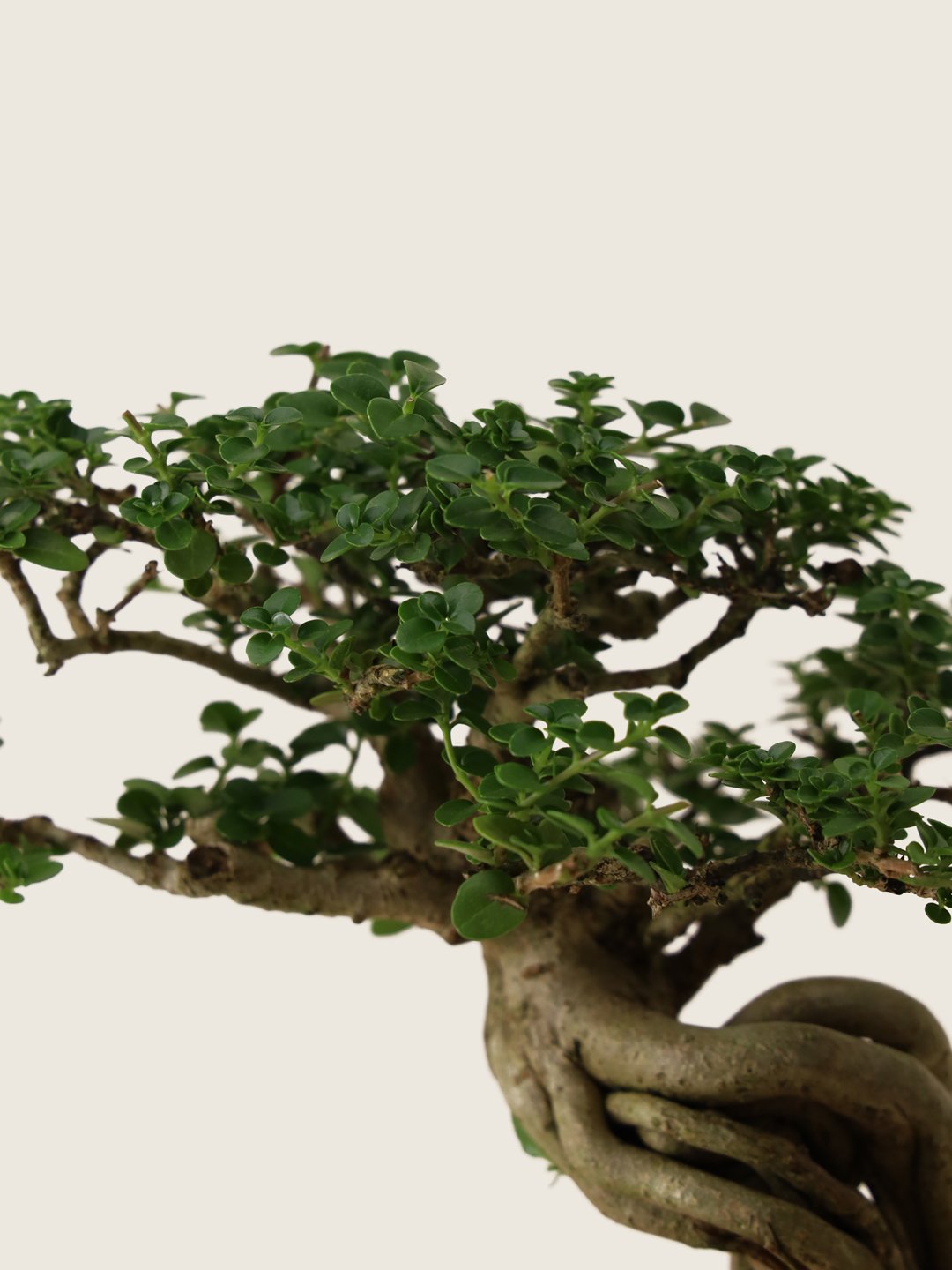 Feroniella Bonsai — Soilboy