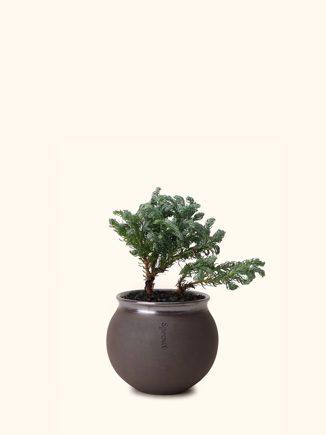 Juniper Chinensis Moyogi Bonsai — Soilboy