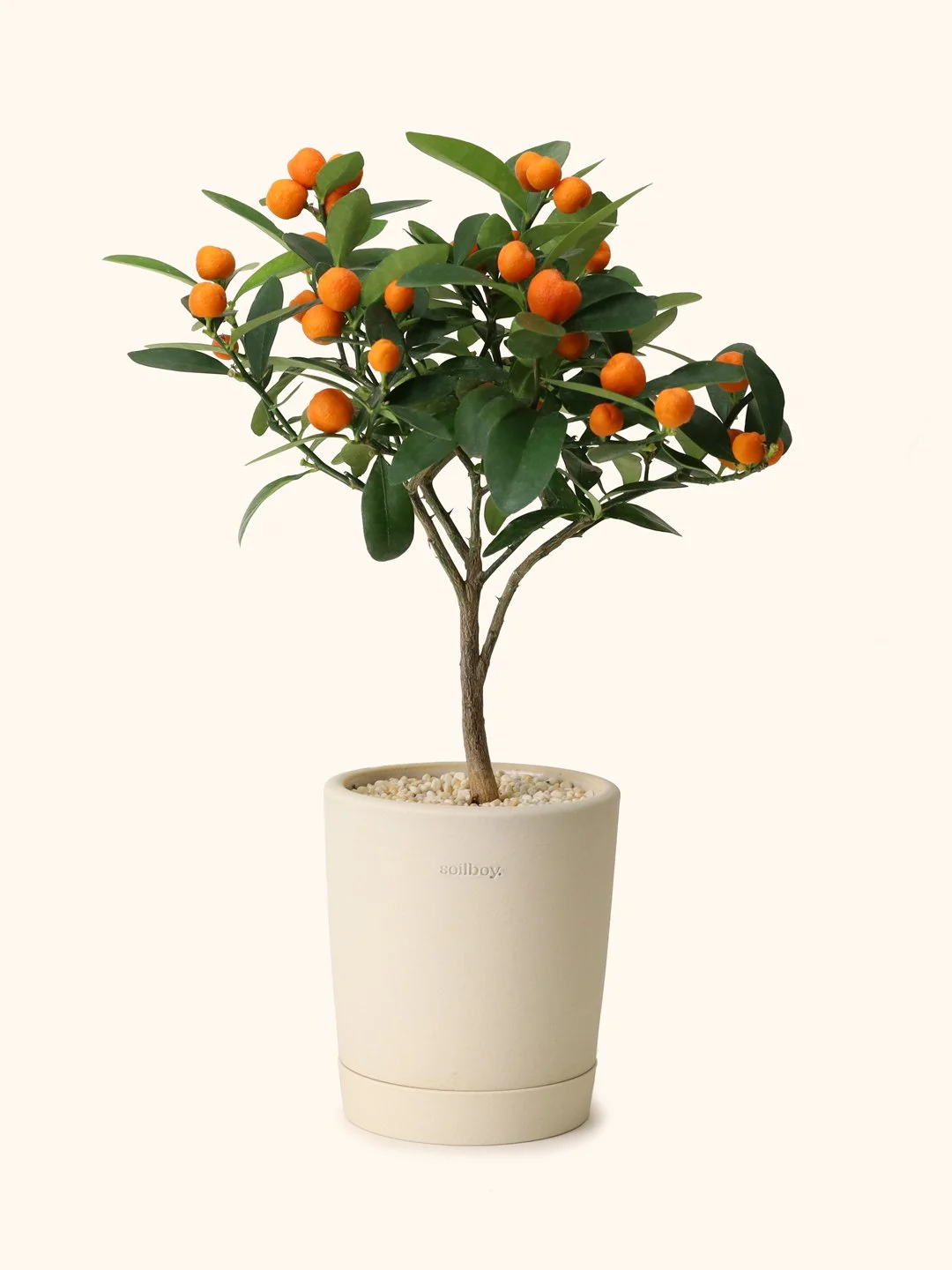 Soilboy