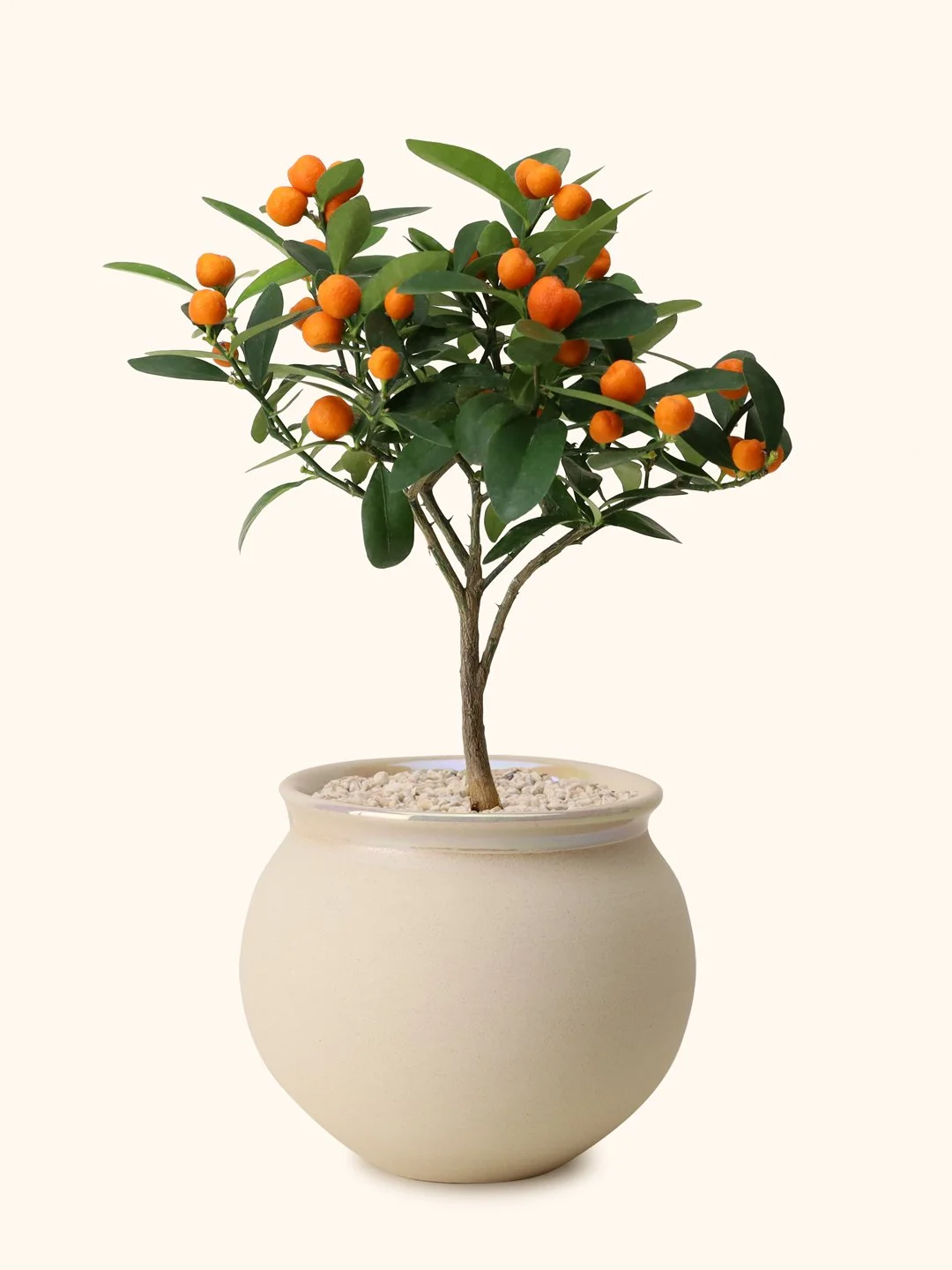 Mini Citrus Tree — Soilboy