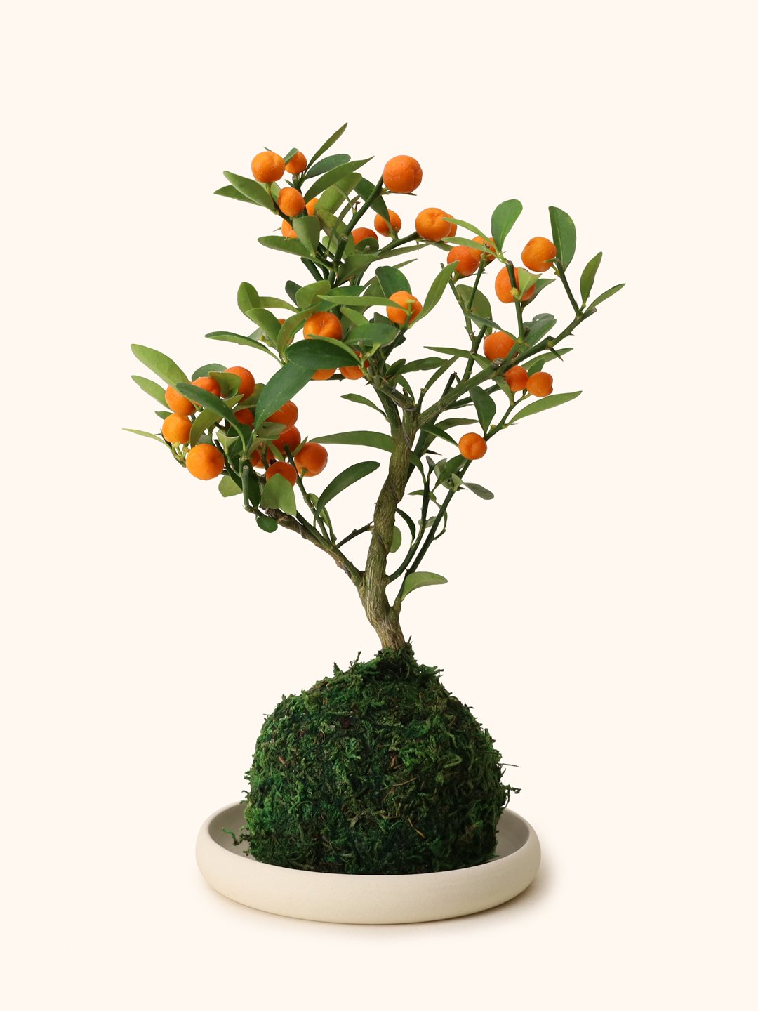 Mini Citrus Tree Kokedama — Soilboy