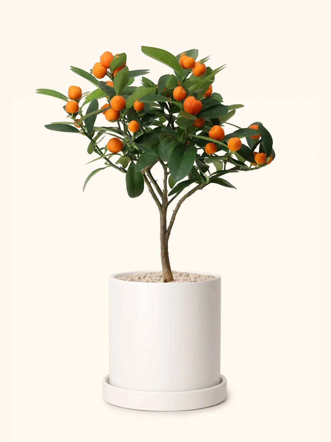 Mini Citrus Tree — Soilboy